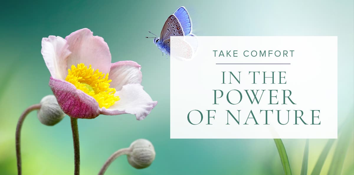 9 Health Benefits of Plants & Flowers - WildFlower - WildFlower